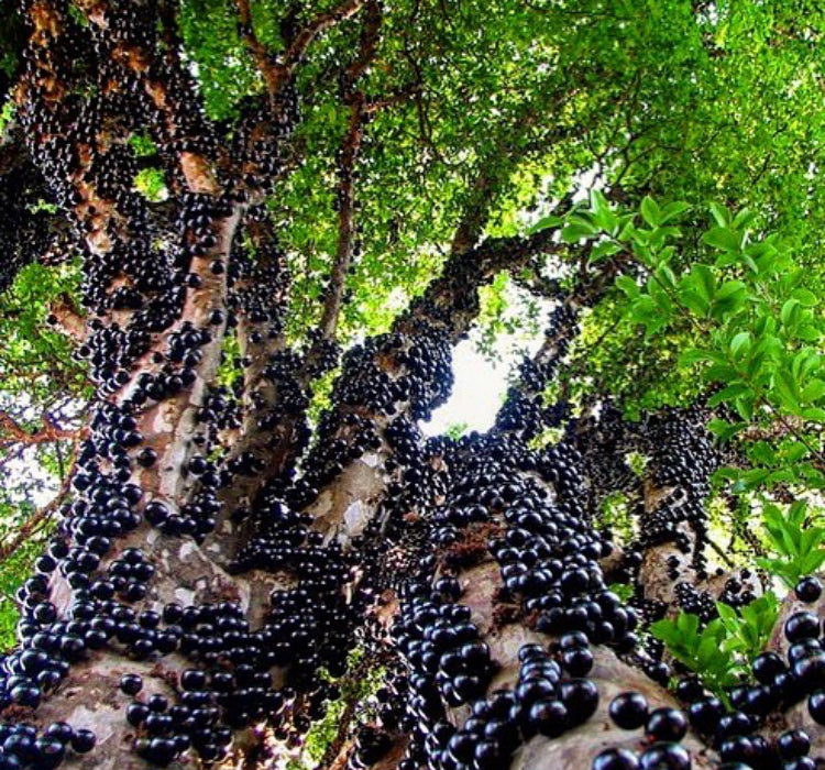 Jabuticaba Berry – R. Terra