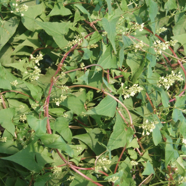 Fo-ti Root - Ho-Shou-wu - Polygonum multiflorum – R. Terra